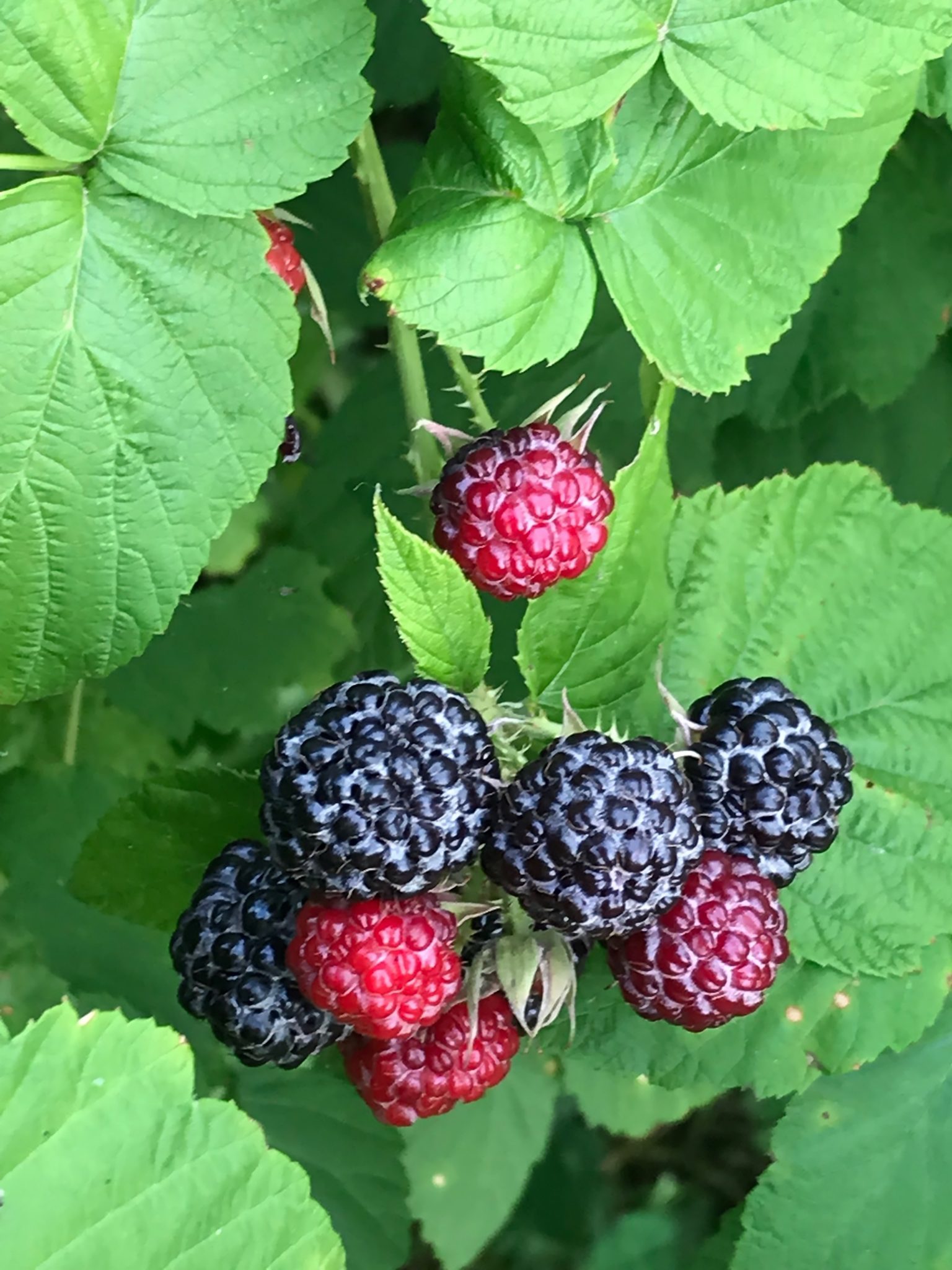 Black Raspberries (Rubus): 2020 Herb of the Year - Countryside